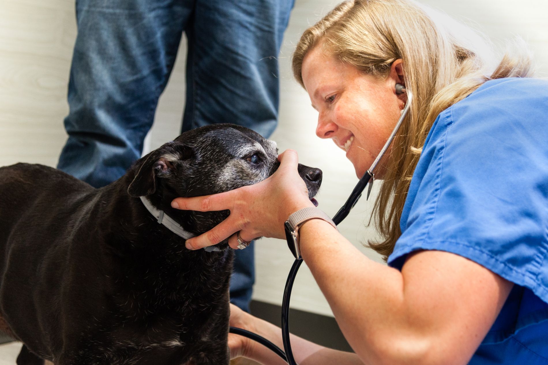 Pet Senior Care In Clinton, CT | Clinton Veterinary Hospital
