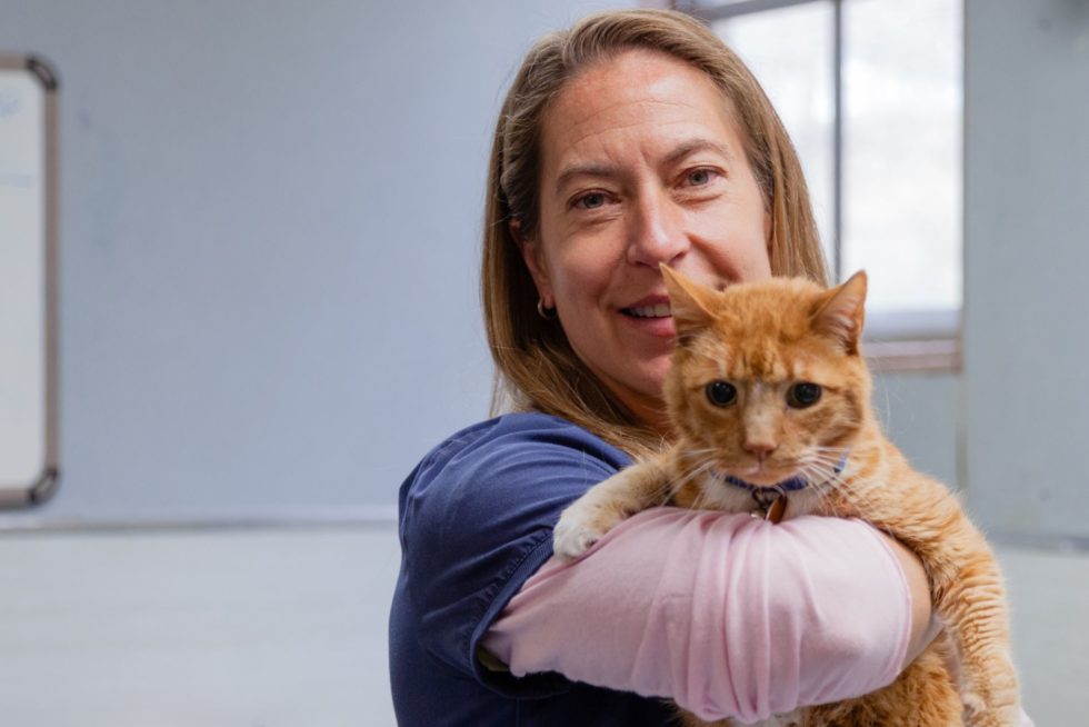 Clinton, CT 06413 Veterinary Services | Clinton Veterinary Hospital