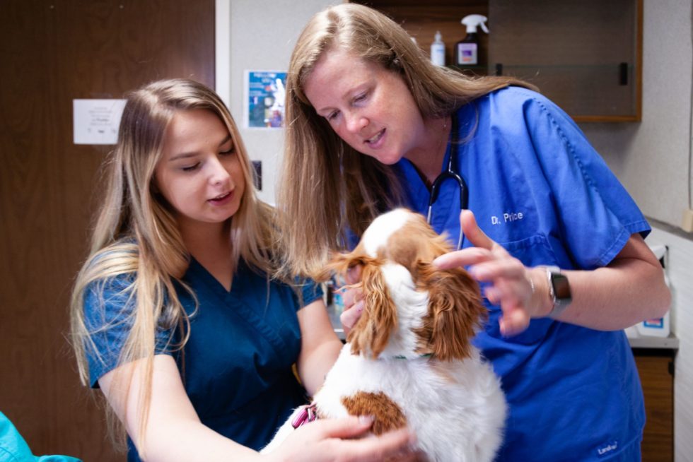 Clinton, CT 06413 Veterinary Services | Clinton Veterinary Hospital