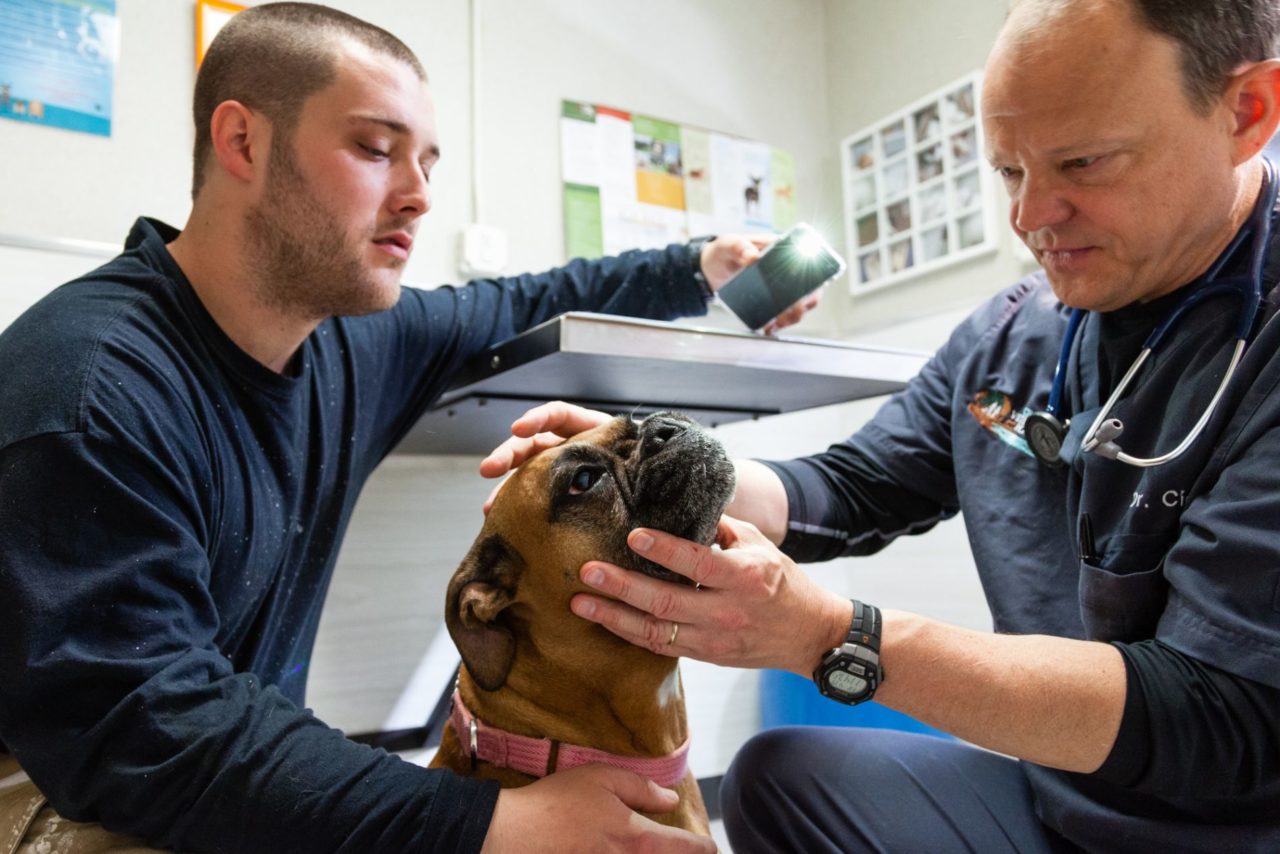 Clinton, CT 06413 Veterinary Services | Clinton Veterinary Hospital